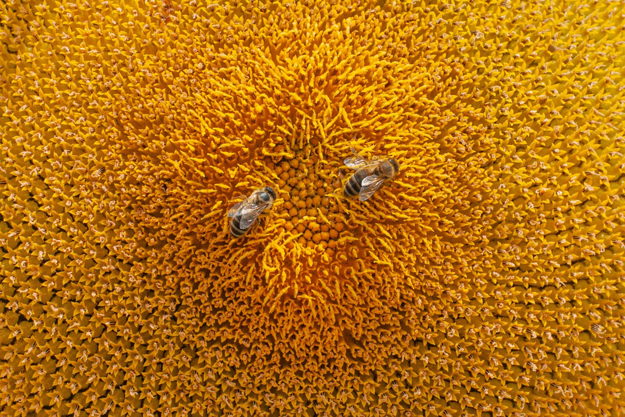 what say ye to your bouquet cousins?2 – swamp pink