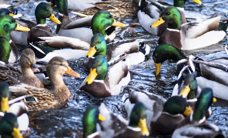 Mallards – swamp pink