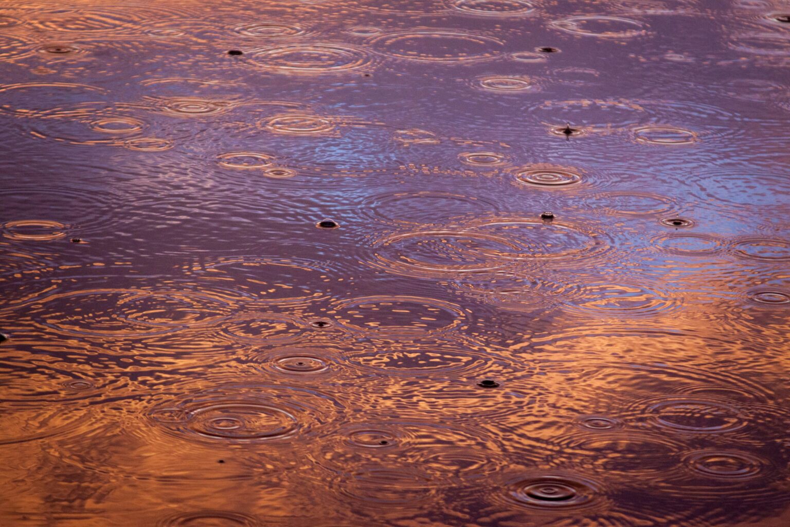 swamp pink – Literary magazine