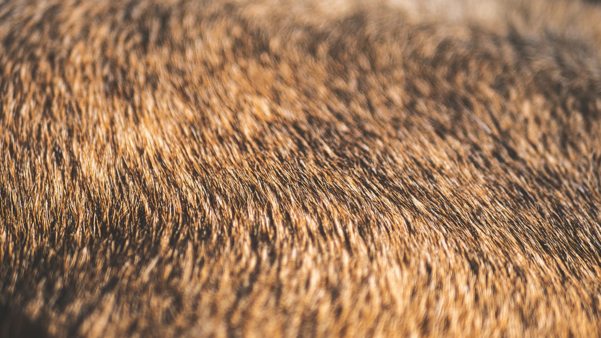 Dog Years – swamp pink